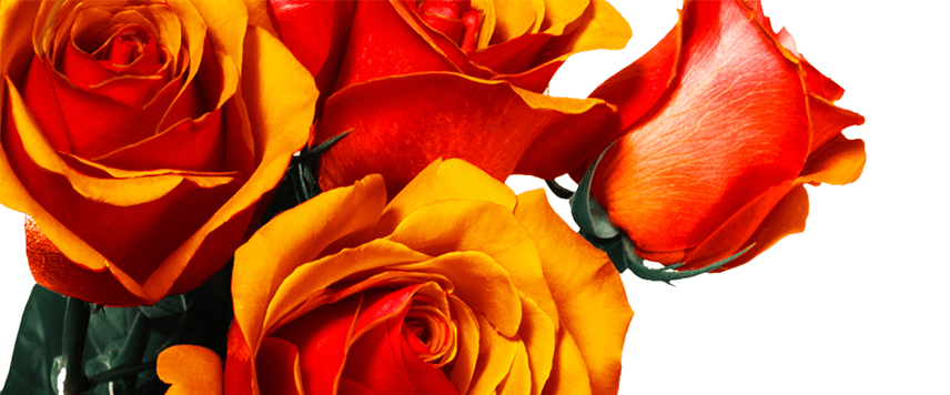 Cherry Brandy Orange Roses Only for Delivery | Roses Only UK