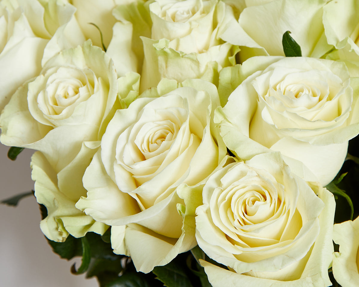 50 long-stemmed white roses | Roses Only UK